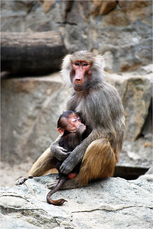 " Mutterliebe " Foto & Bild | tiere, zoo, wildpark & falknerei ...