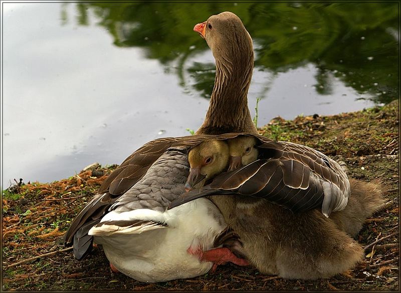 Mutterliebe... Foto & Bild | tiere, wildlife, wild lebende vögel Bilder ...