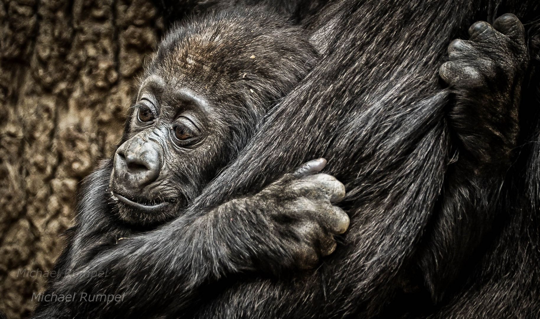 Mutterliebe Foto & Bild | fotos, natur, zoo Bilder auf fotocommunity