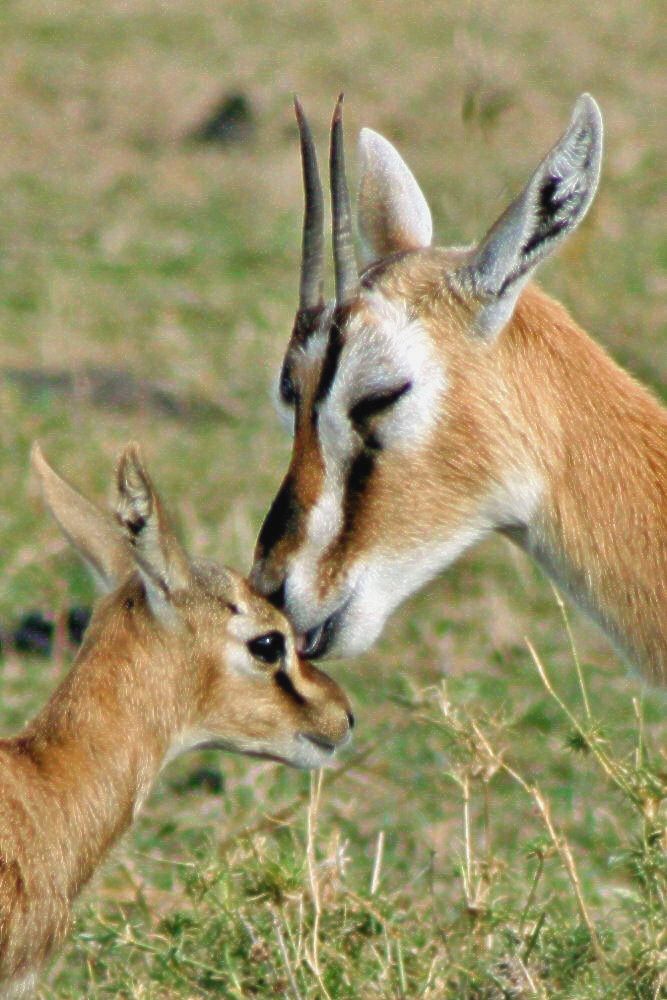 Mutterliebe Foto & Bild | tiere, tierkinder, wildlife Bilder auf ...