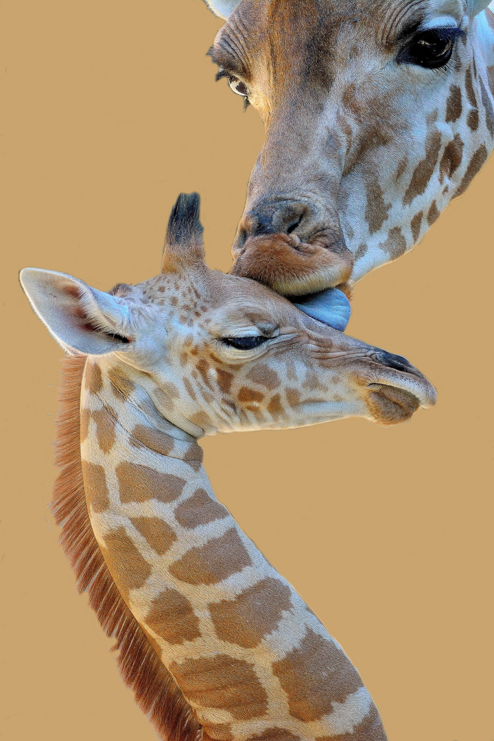 Mutterliebe beim 1 Wochen alten Baby Foto & Bild | tiere, zoo, wildpark ...