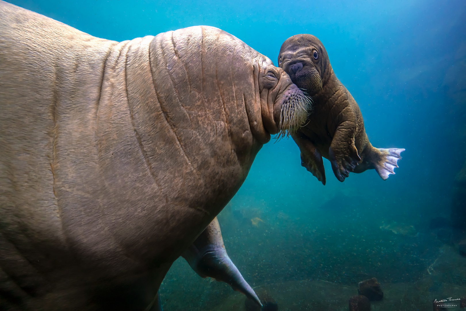 Mutterliebe Foto & Bild | tiere, zoo, wildpark & falknerei, säugetiere ...