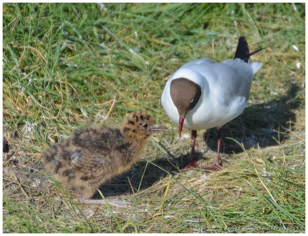 Mutterliebe Foto & Bild | tiere, vögel , natur Bilder auf fotocommunity