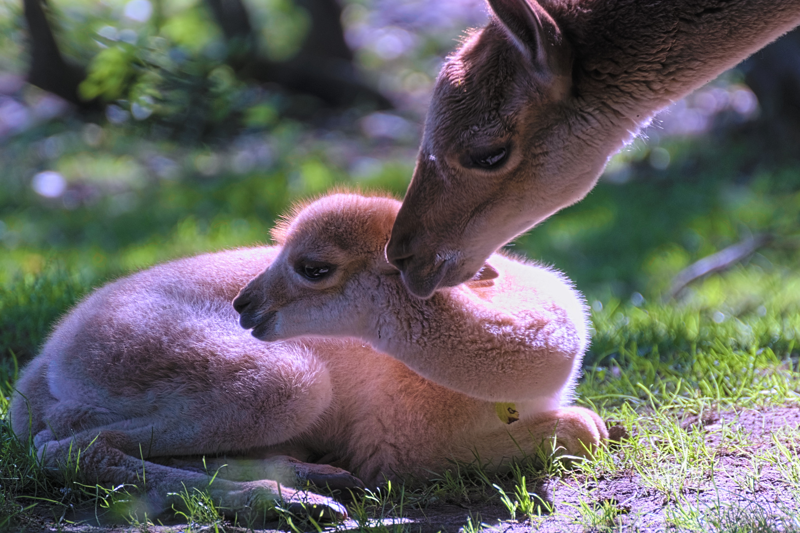 Mutterliebe Foto & Bild | natur, zoo, tiere Bilder auf fotocommunity
