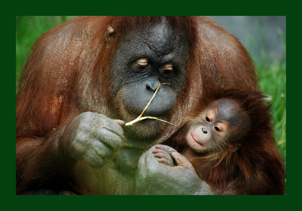 Mutterliebe Foto & Bild | natur, tiere, youth Bilder auf fotocommunity