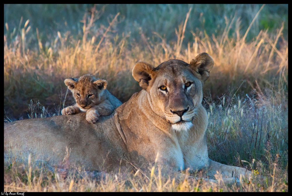 Mutterliebe Foto & Bild | tiere, wildlife, wildlife: sonstige tiere ...