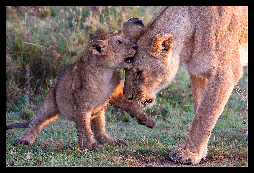 Mutterliebe Foto & Bild | tiere, wildlife, säugetiere Bilder auf ...