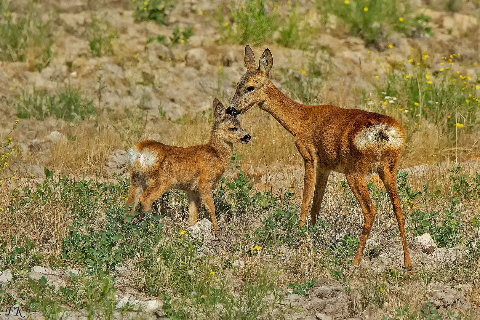 Mutterliebe *** Foto & Bild | tiere, wildlife, säugetiere Bilder auf ...