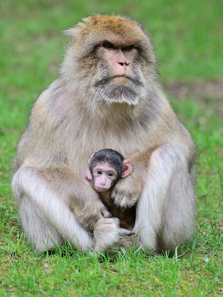 Mutterliebe, motherly love, amor maternal Foto & Bild | baby, zoo ...