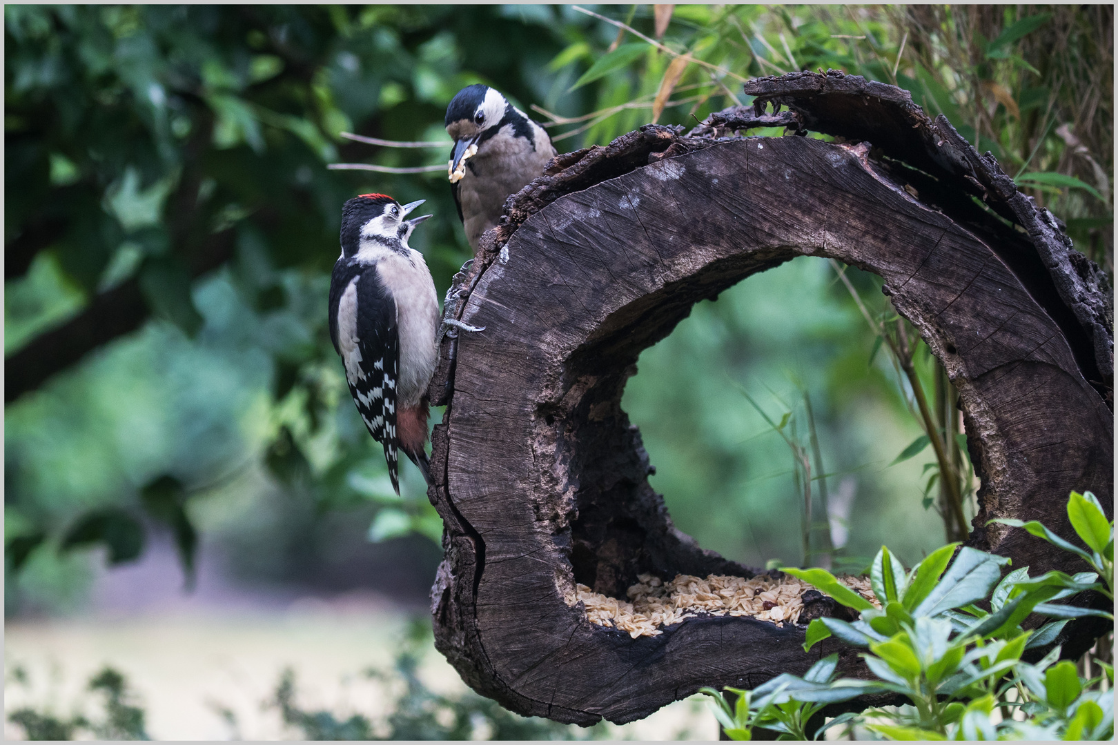 Mutti hat Futter für den jungen Gierlappen ..... Foto & Bild | tiere ...