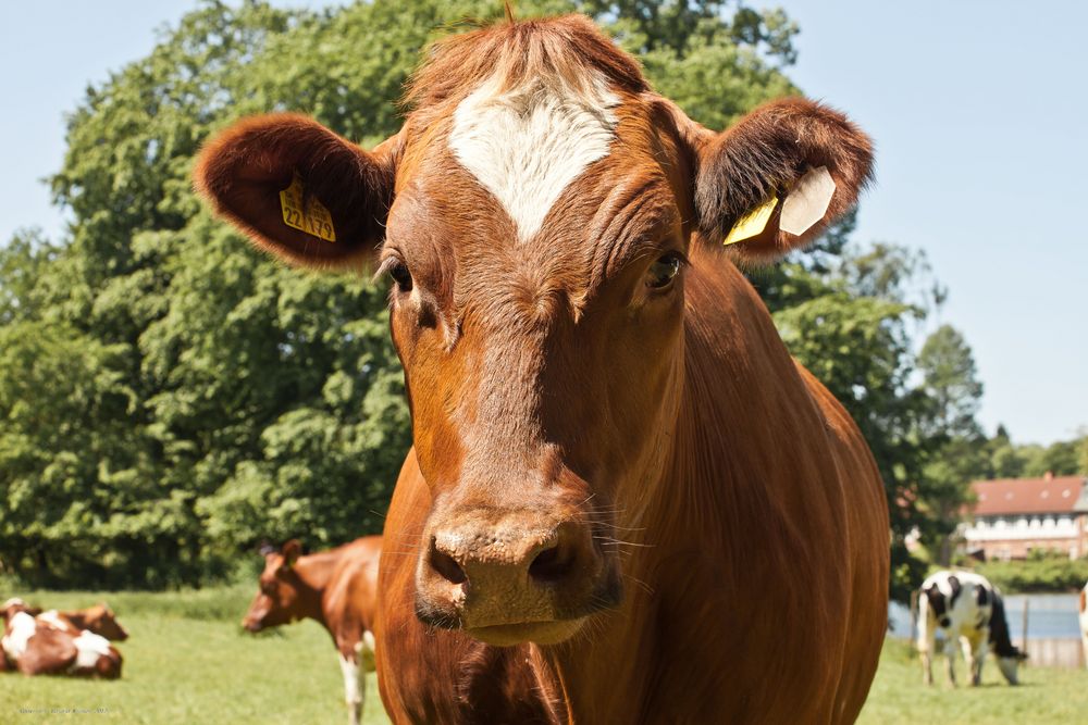 Muuh .... macht die Kuh , Foto & Bild | tiere, haustiere, nutztiere ...