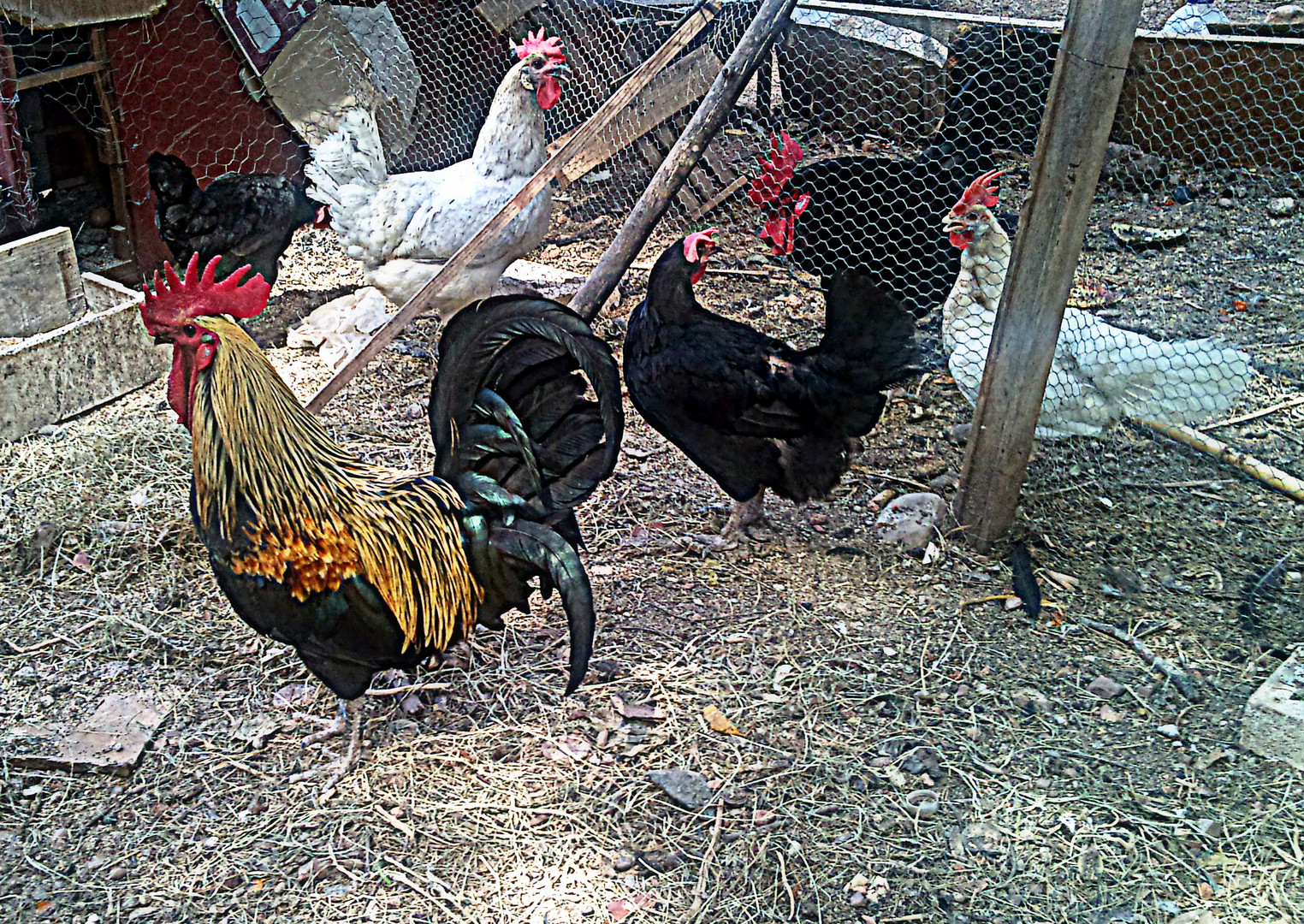 Muy ,Muy Gallito Imagen & Foto | animales, animales domésticos ...