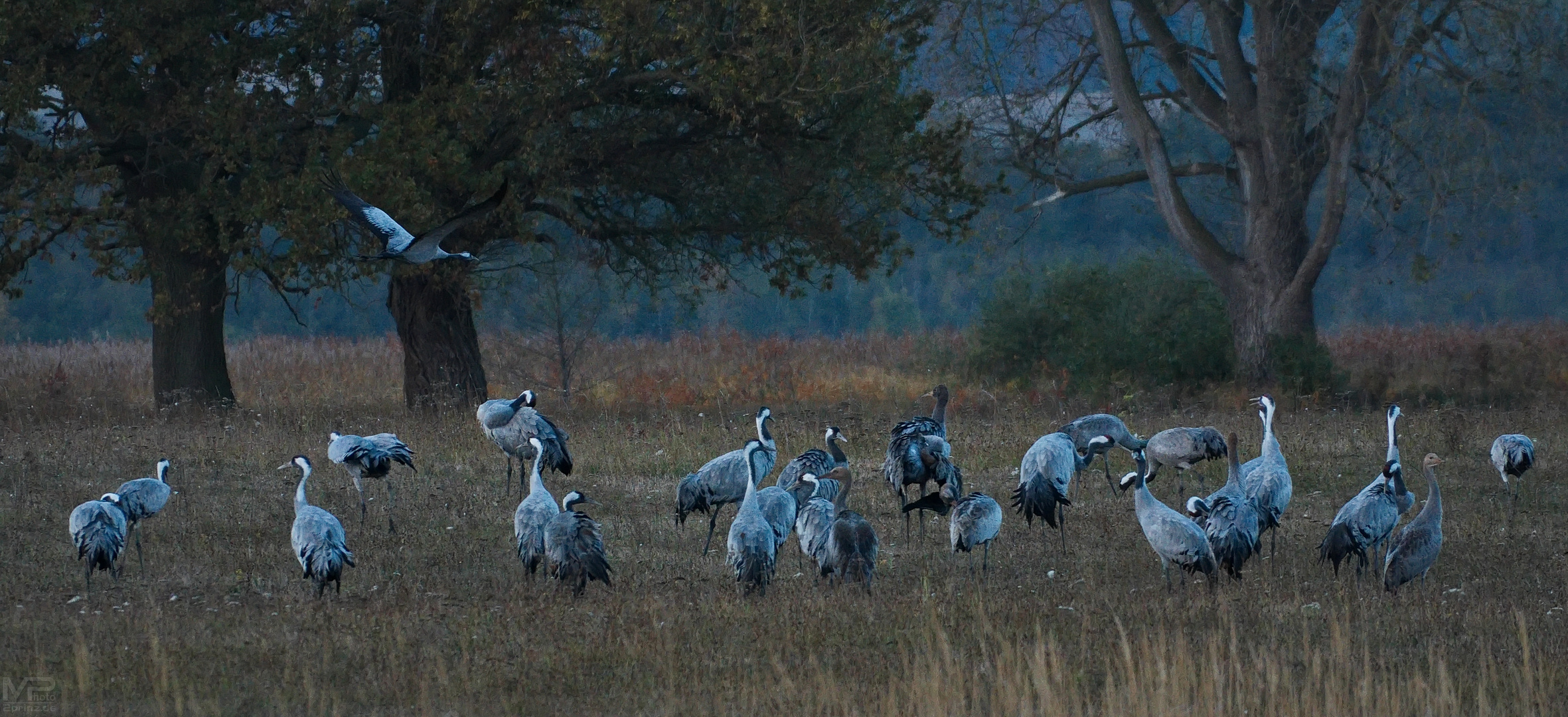 MV Highlands Foto & Bild | natur, herbst, vogel Bilder auf fotocommunity