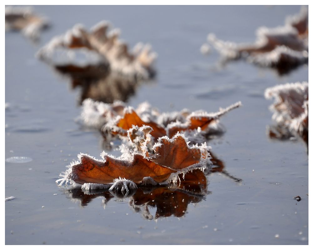 My Winter Foto & Bild | makro, winter, eis Bilder auf fotocommunity