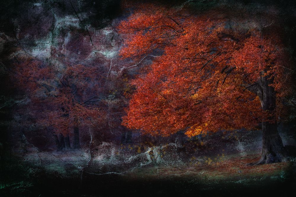 Mykorrhiza Foto & Bild | fotokunst, bearbeitungs - techniken, filtertechniken Bilder auf ...