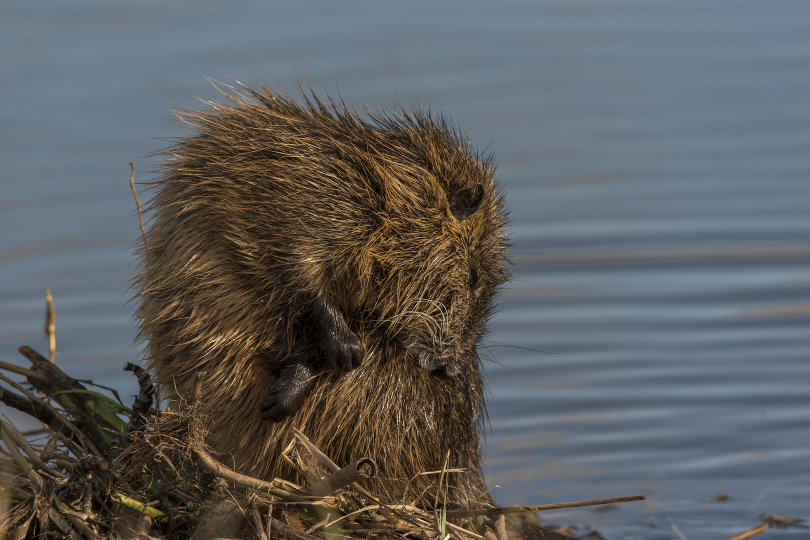 Myocastor coypus Foto & Bild | fotos, natur, nutria Bilder auf ...