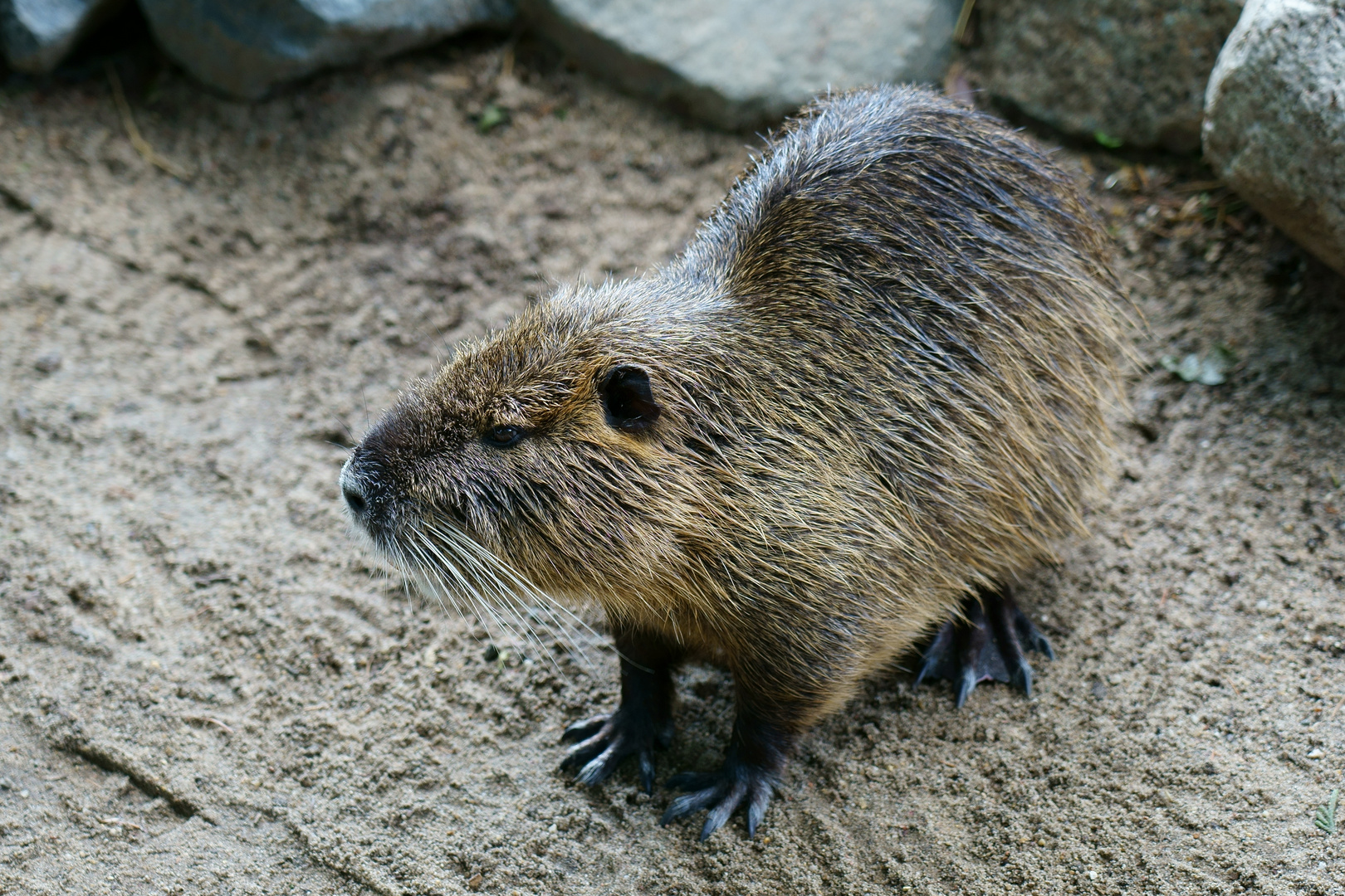 Myocastor coypus - Nutria Foto & Bild | tiere, zoo, wildpark ...