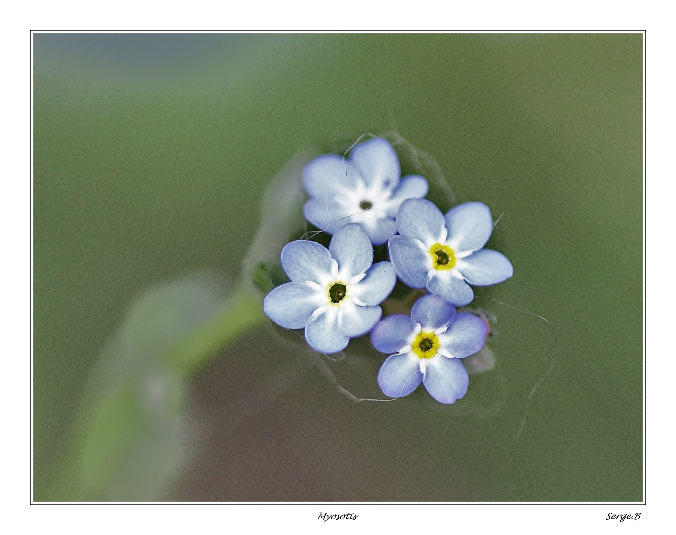 Myosotis photo et image | fleurs, nature Images fotocommunity