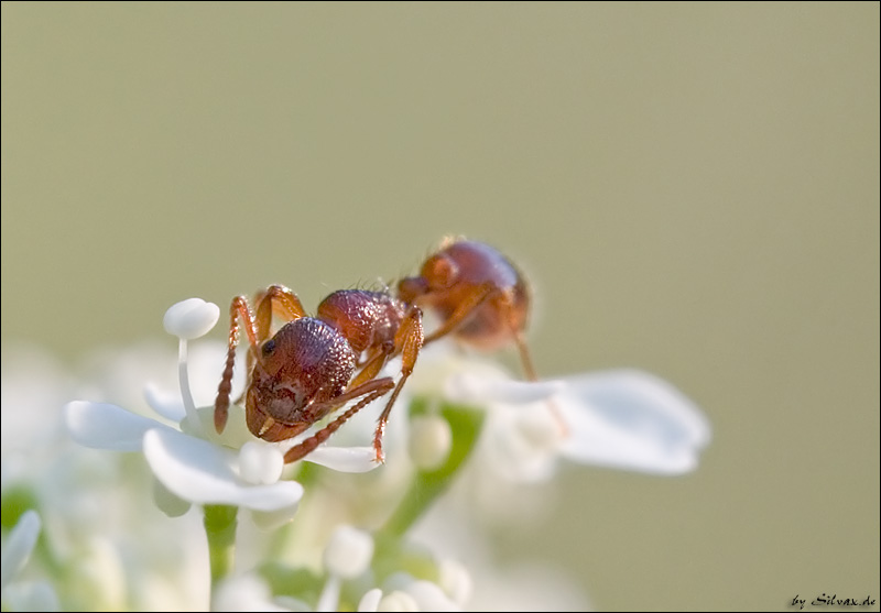 Myrmica rubra Foto & Bild | tiere, wildlife, insekten Bilder auf ...