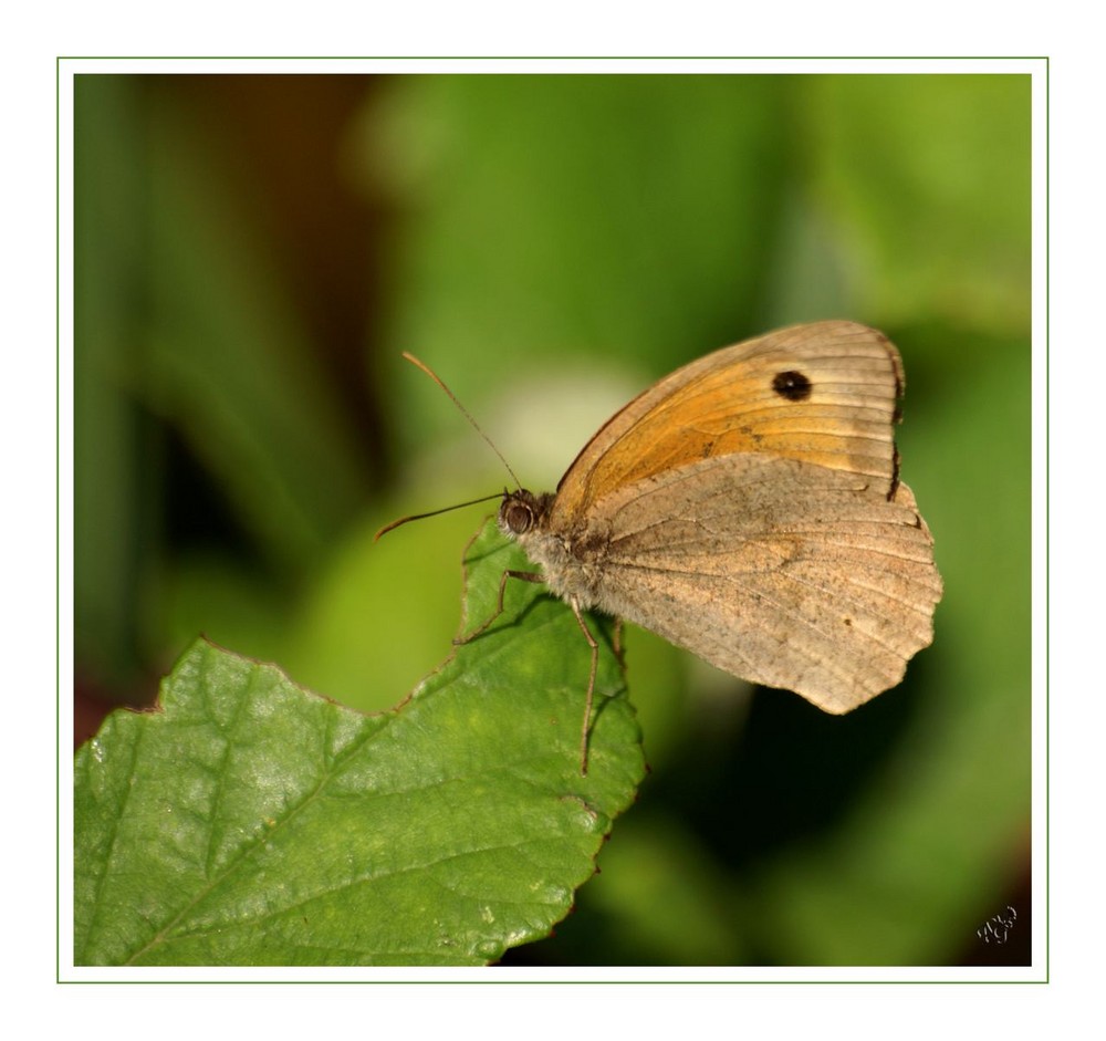 Myrtil photo et image | macro nature, macro insectes, insectes ...