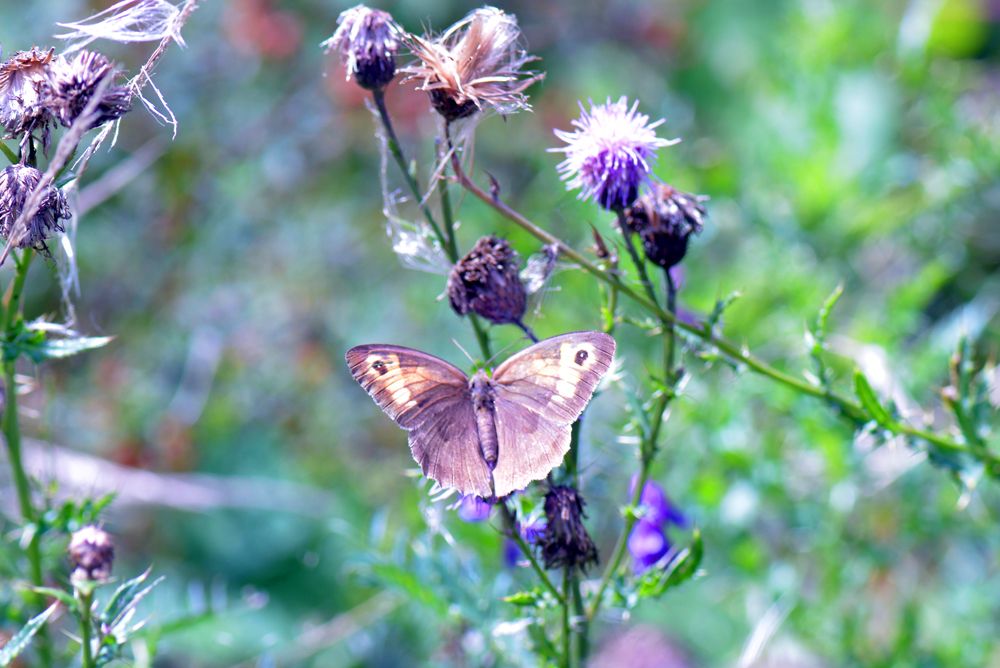 Myrtil femelle photo et image | nature, fleurs, macro papillons Images ...