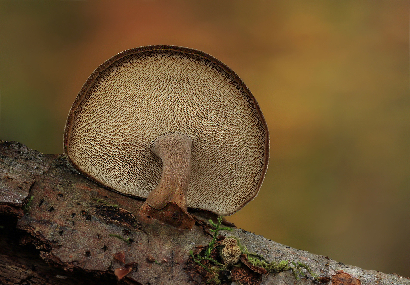 Mysophobie….. Foto & Bild | makro, natur, pflanzen Bilder auf fotocommunity