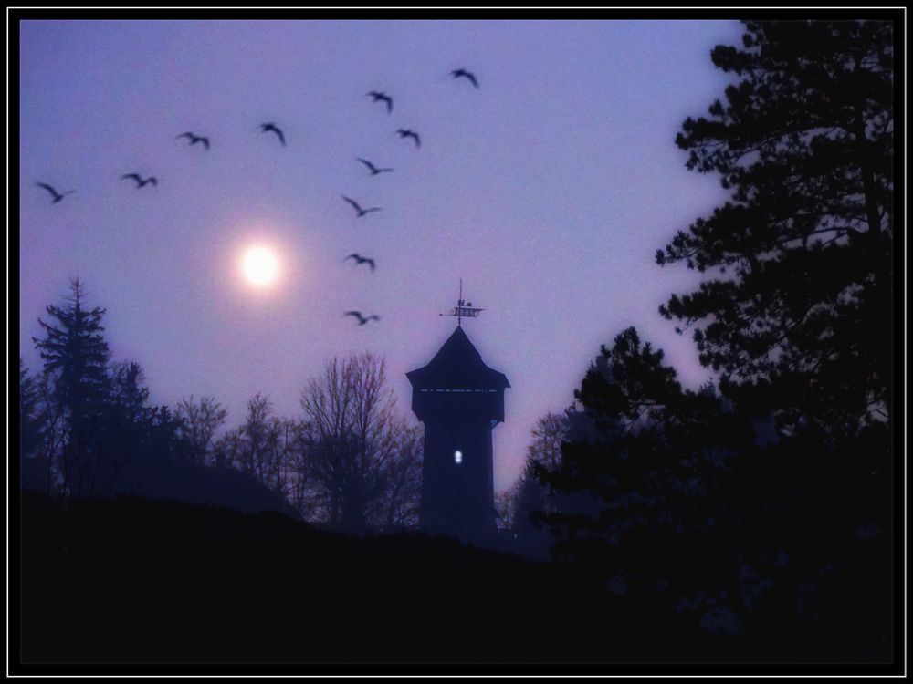 Mystic Night Foto & Bild | outdoor, bäume, nacht Bilder auf fotocommunity