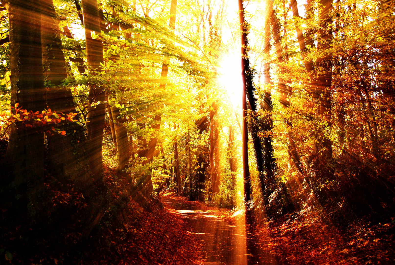 * Mystic Sunset * Foto & Bild | landschaft, wald, natur Bilder auf ...