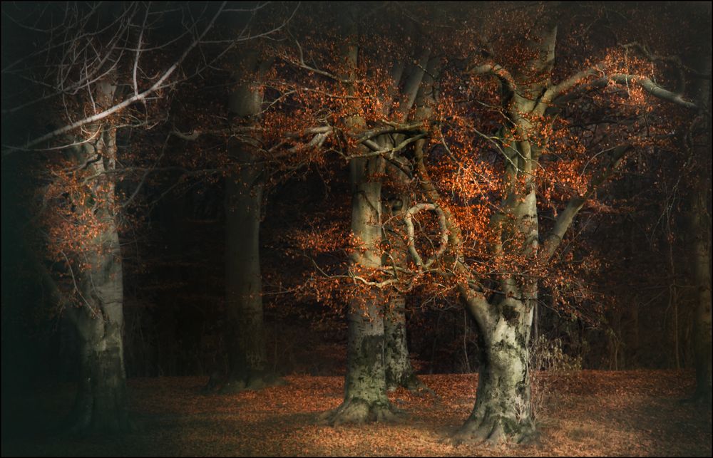 mystic trees Foto & Bild | Bilder auf fotocommunity