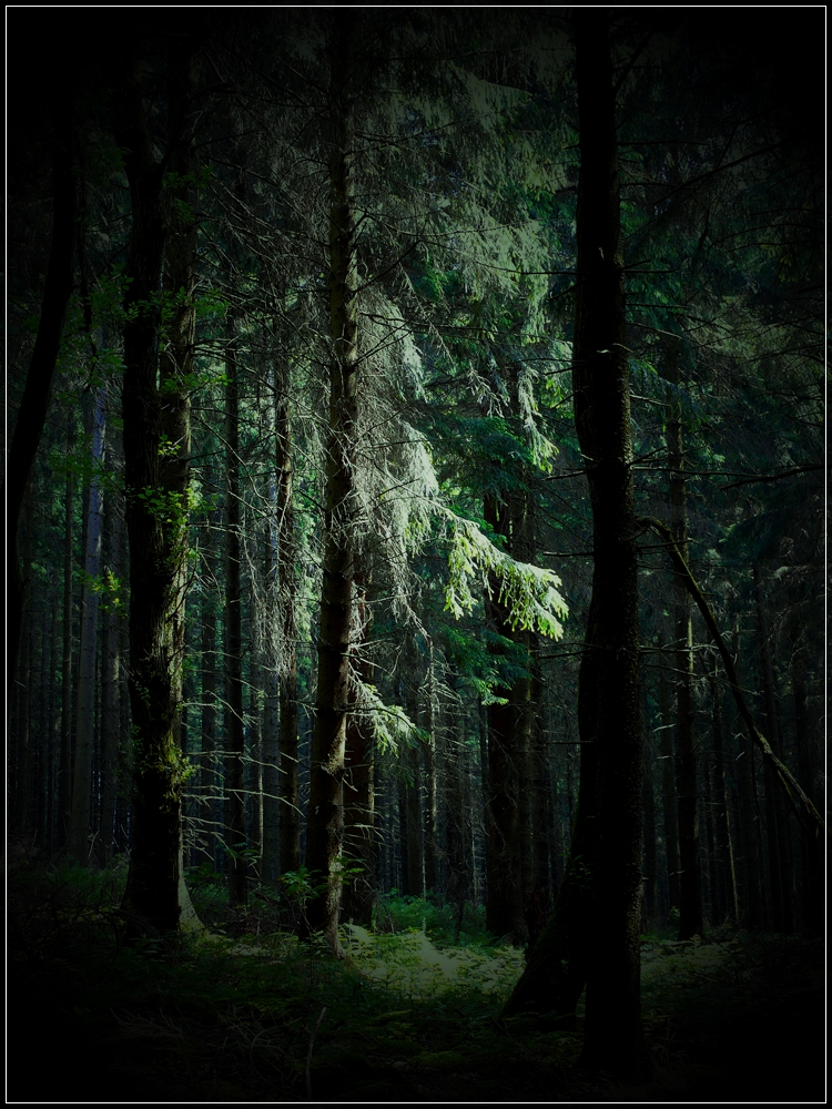 Mystic Woods Foto & Bild | fotomontage, fantasy mystery, natur Bilder auf fotocommunity