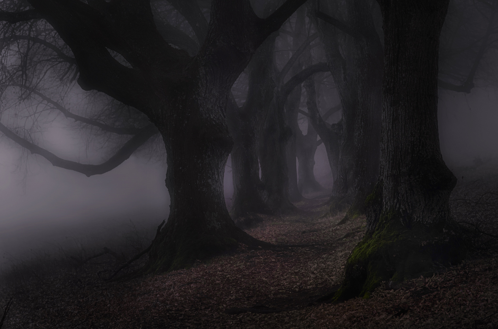mystisch Foto & Bild | mystisch, morgenlicht, landschaft Bilder auf ... mystisch Foto & Bild | mystisch, morgenlicht, landschaft Bilder auf ...