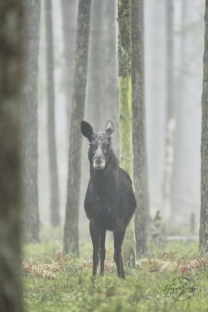 Mystischer Elch Foto & Bild | tiere, wildlife, säugetiere Bilder auf ...