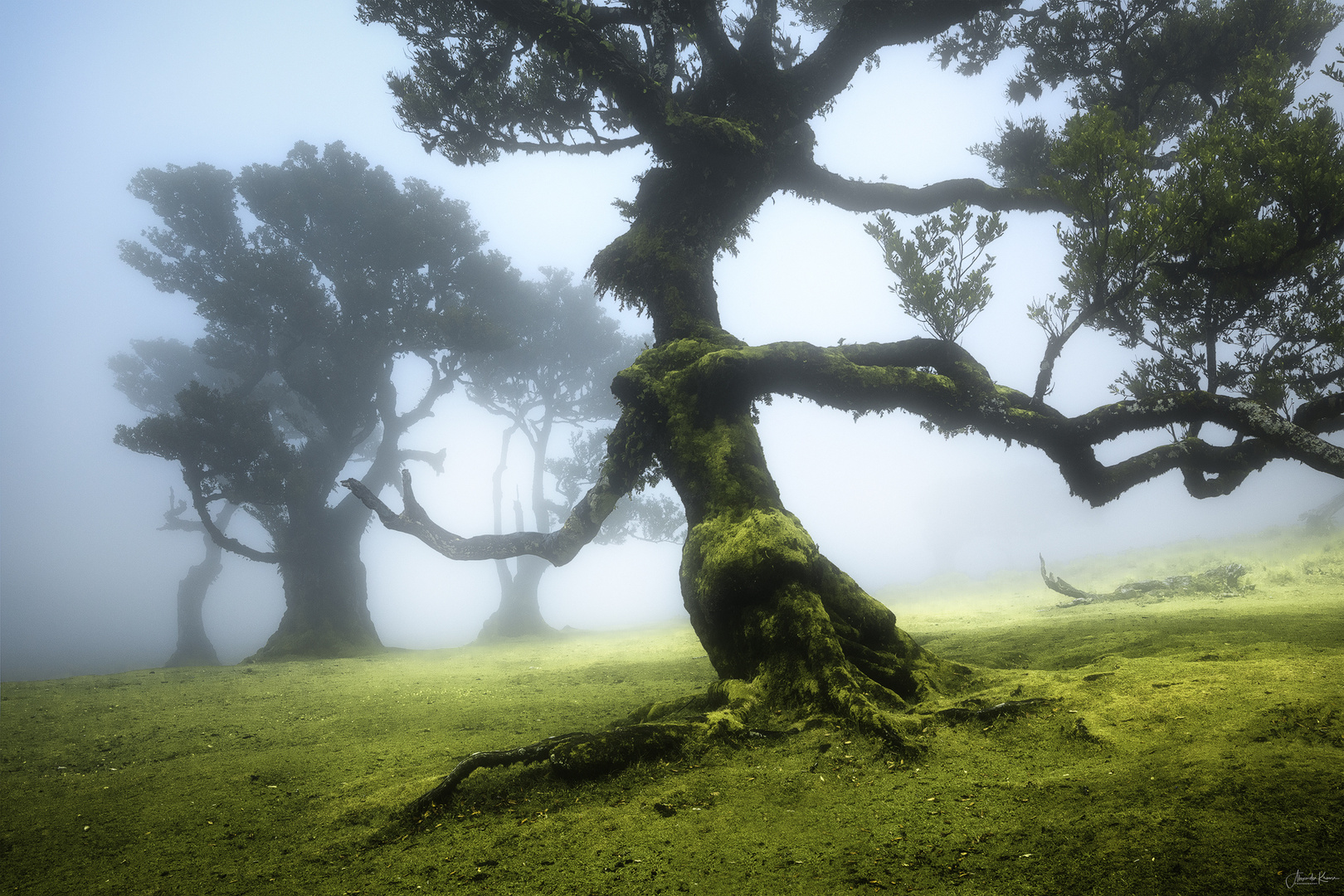 Mystischer Fanal Foto & Bild | landschaft, wald, nebel Bilder auf ...