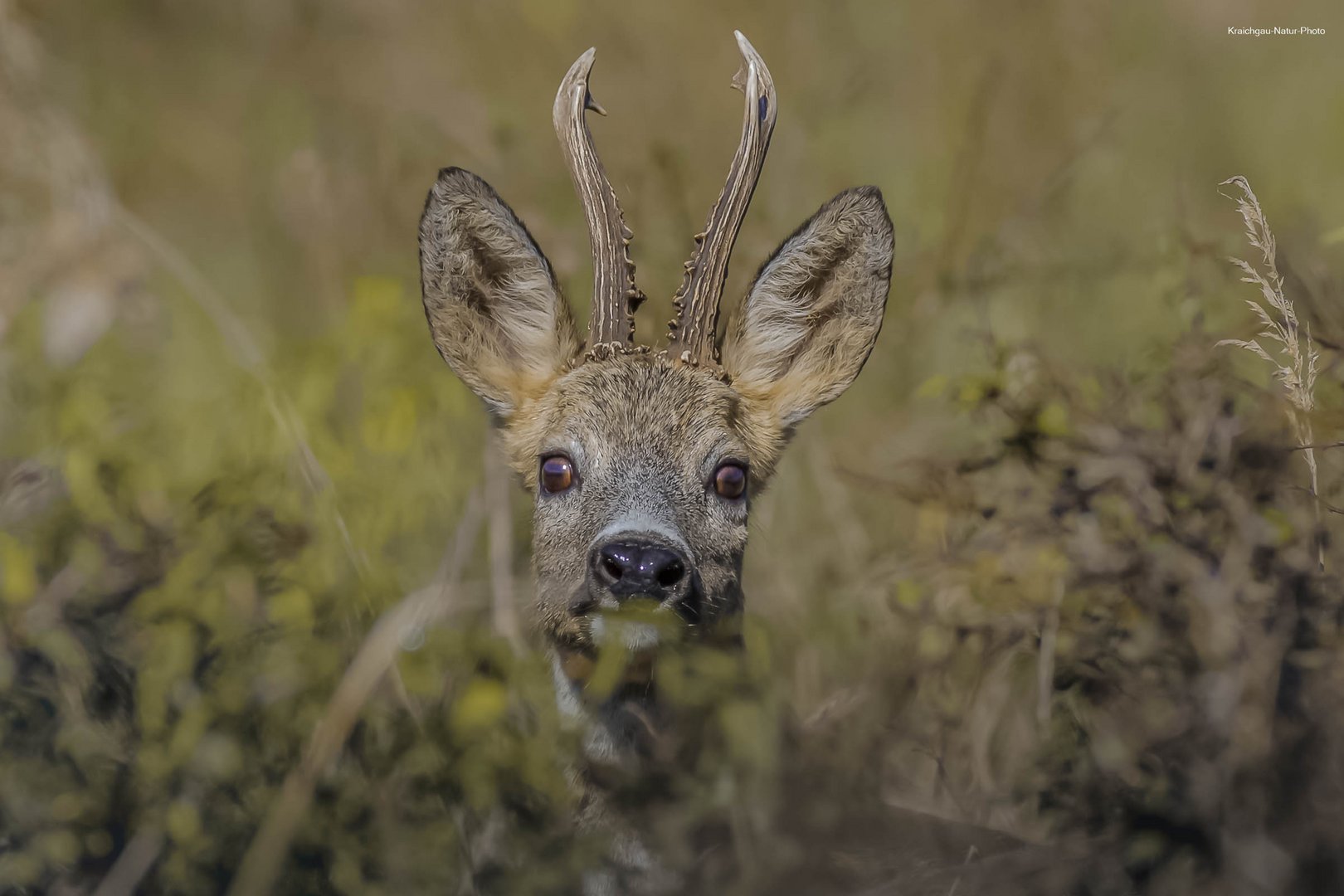 _ n e i n ! ! ! _ u n d _ n o c h m a l s _ N E I N ! ! ! _ Foto & Bild | lumix, nahaufnahme ...