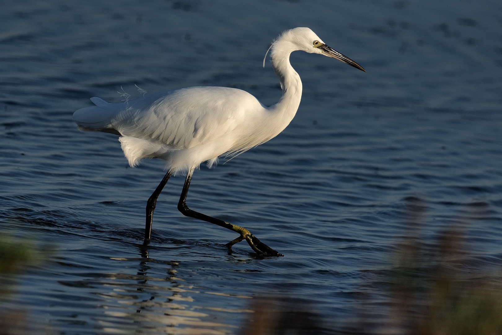Na, dann zeig ich mal wieder einen Reiher Foto & Bild | natur, tiere ...