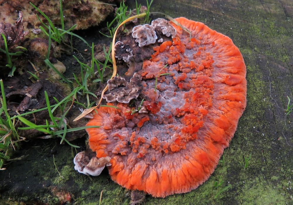 Na das ist doch mal eine Farbe Foto & Bild | pflanzen, pilze & flechten, pilze & flechten, pilze ...