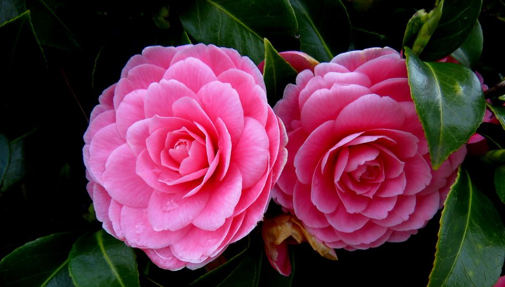 Na der Busch Foto & Bild | makro, natur, blumen Bilder auf fotocommunity