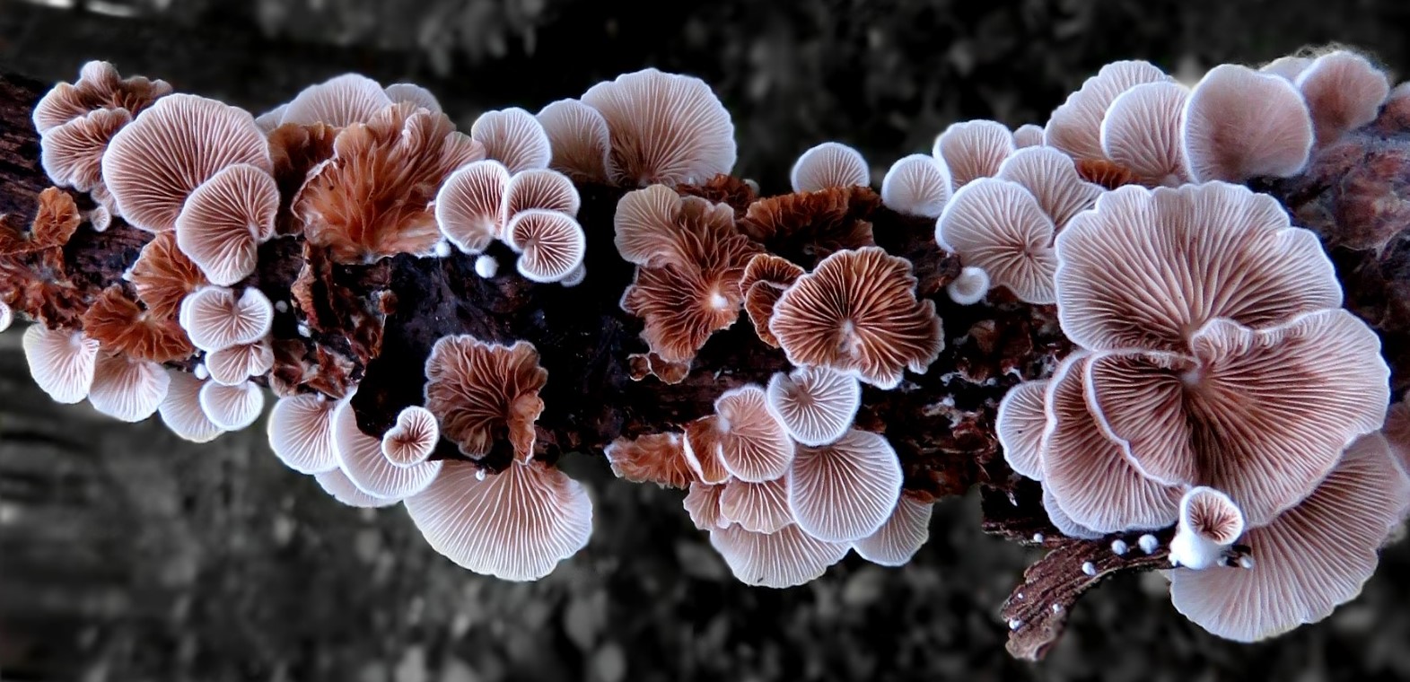 Na die gefielen mir sehr Foto & Bild | pflanzen, pilze & flechten, pilze & flechten, natur ...