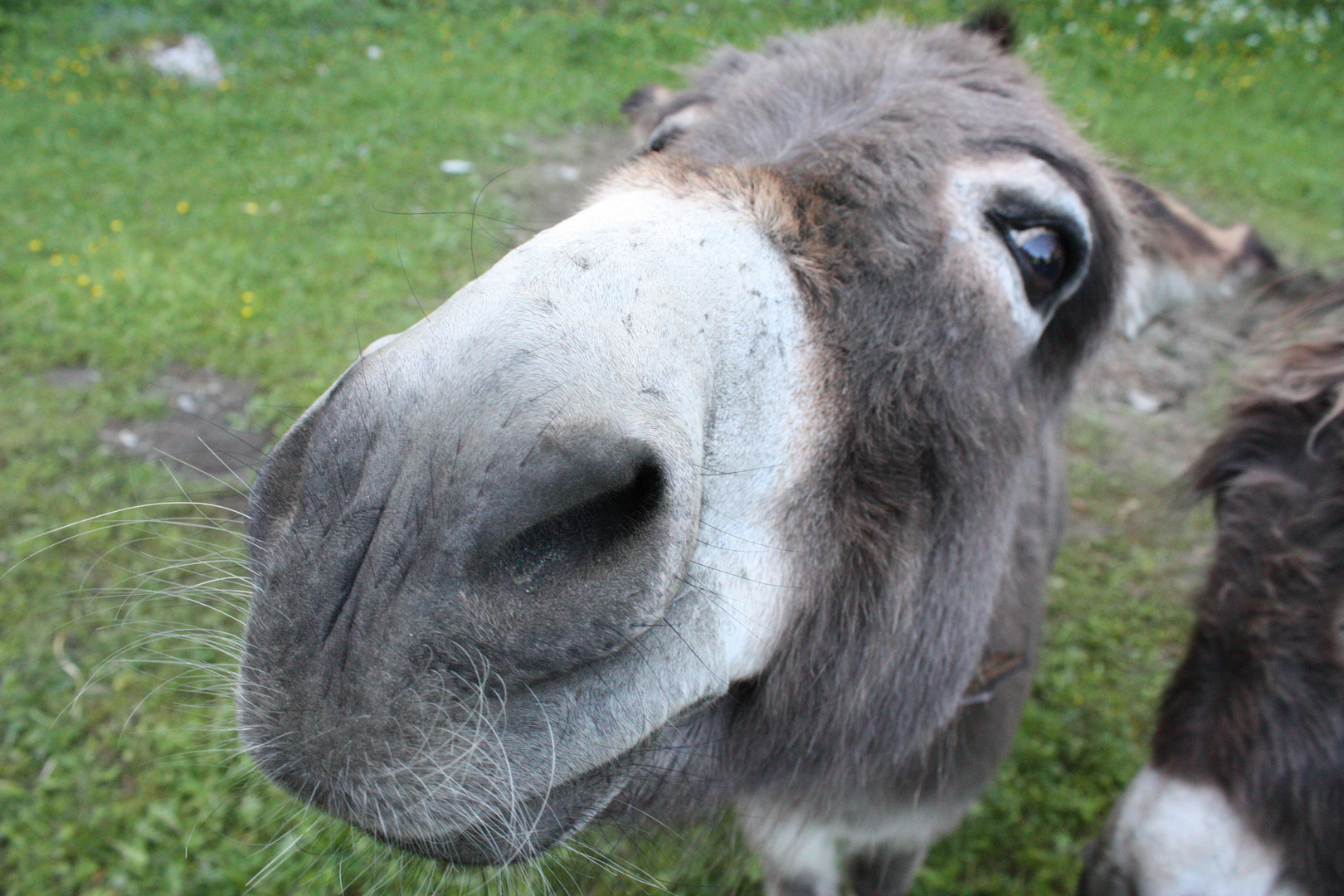 Na du, Dummer Esel! Foto & Bild | tiere, zoo, wildpark & falknerei ...