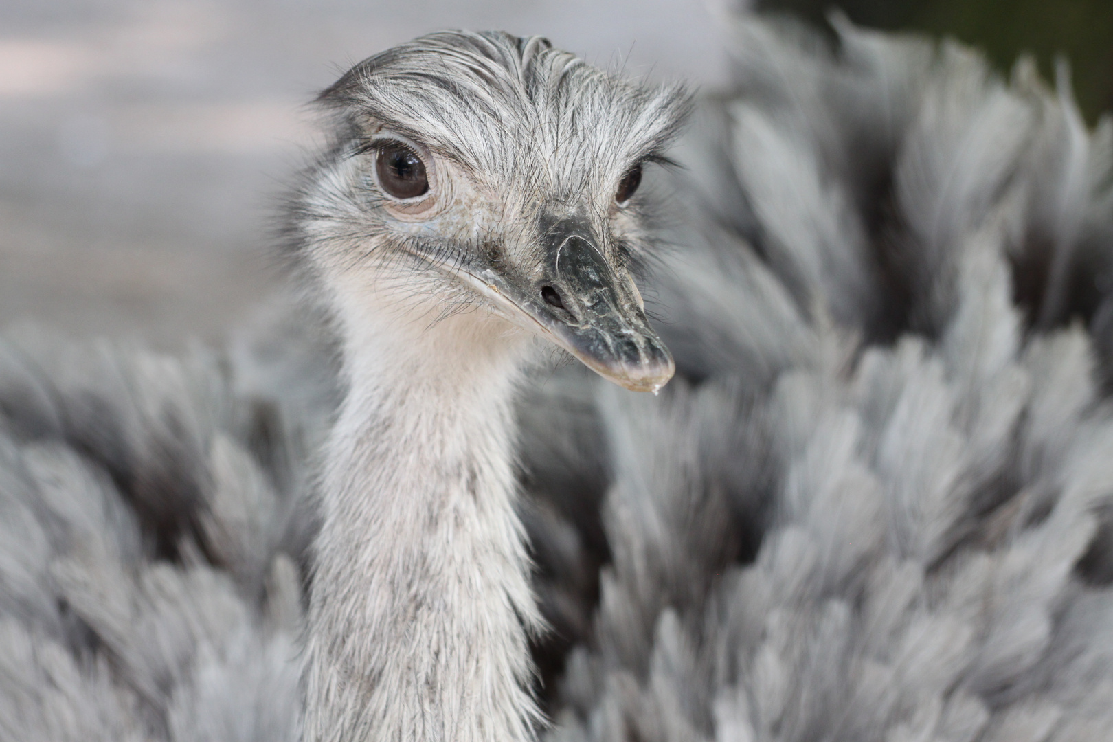 Na du, Nandu..! Foto & Bild | tiere, zoo, wildpark & falknerei, vögel ...