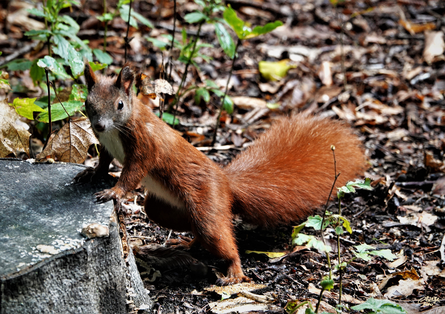 Na Fuzzi, nun deck mal den Tisch! Foto & Bild | tiere, wildlife ...
