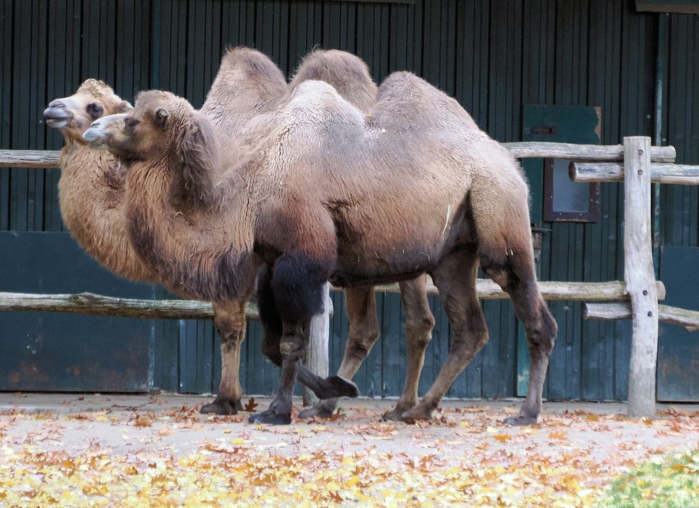 Na Hilde siehst du wie die doofen Besucher wieder glotzen … Foto & Bild ...