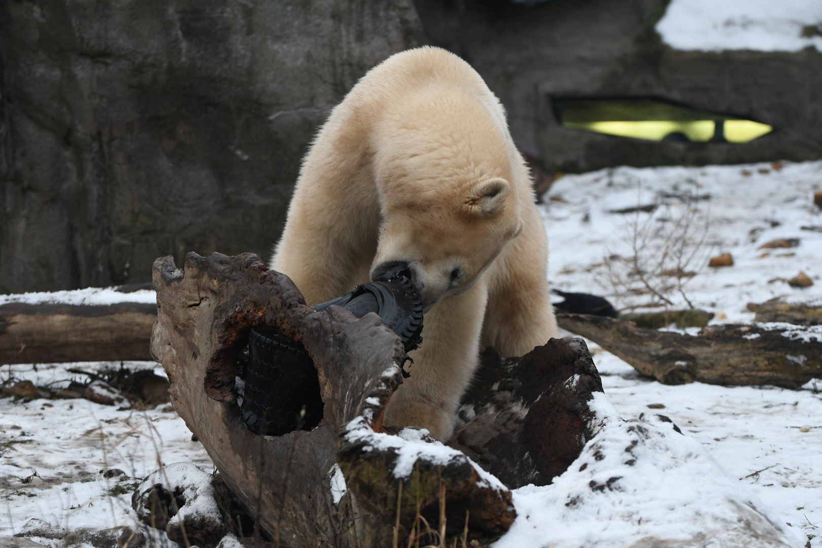 Na komm schon Foto & Bild | tiere, zoo, wildpark & falknerei ...