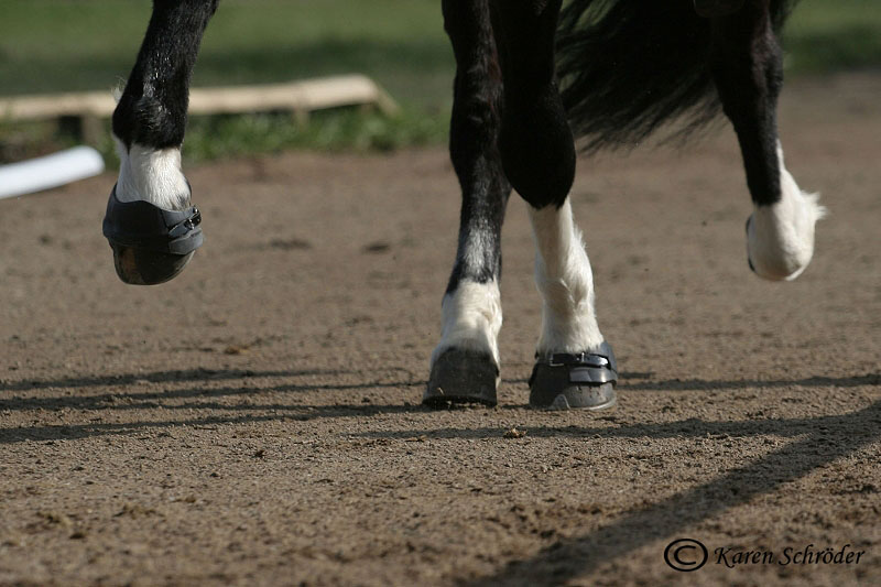 Na, welche Gangart ist es? Foto & Bild | tiere, haustiere, pferde, esel ...