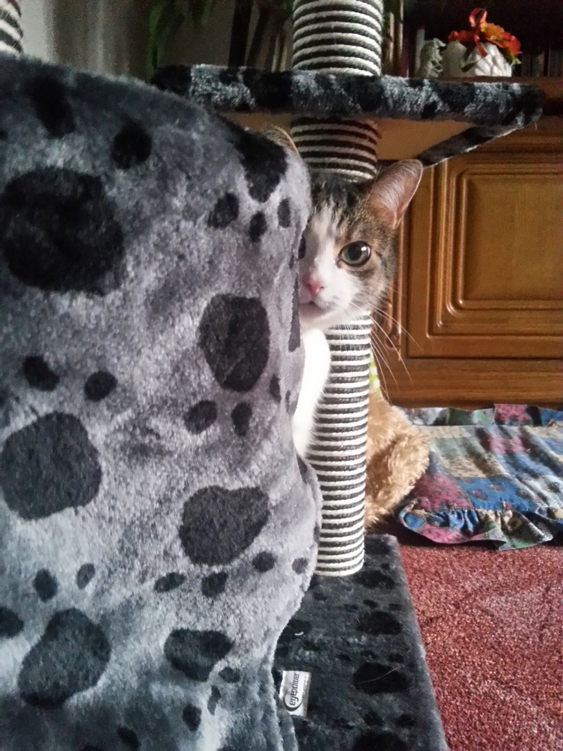 Na wer guckt den da um die Ecke !!! Foto & Bild | tiere, haustiere ...