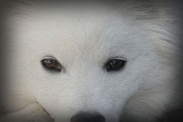 Animals Pictures & Photos