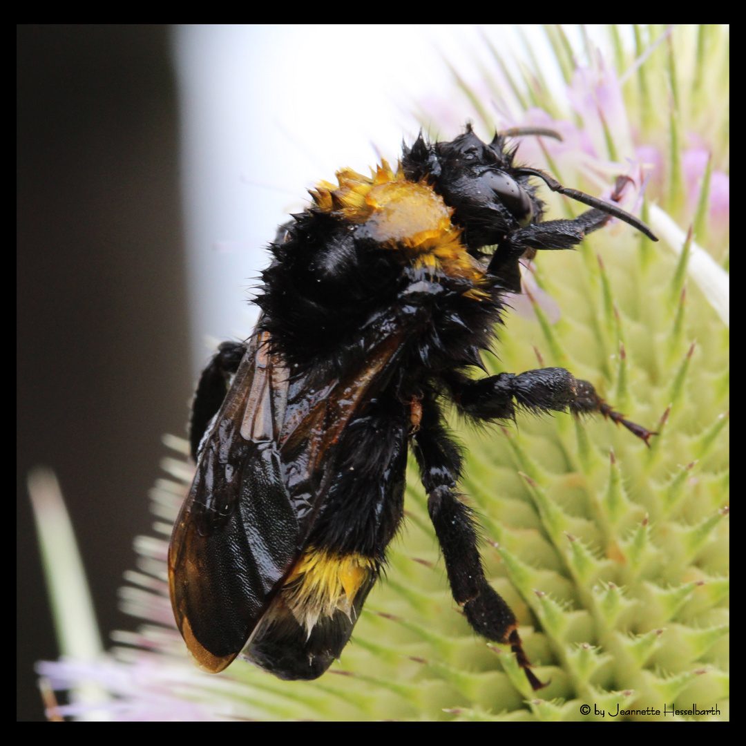 Nach dem Bade Foto & Bild | natur-makros, natur-kreativ ...