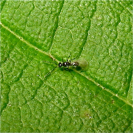 Nach dem Großwild von heute mittag hier das kleinste flugfähige Insekt ...