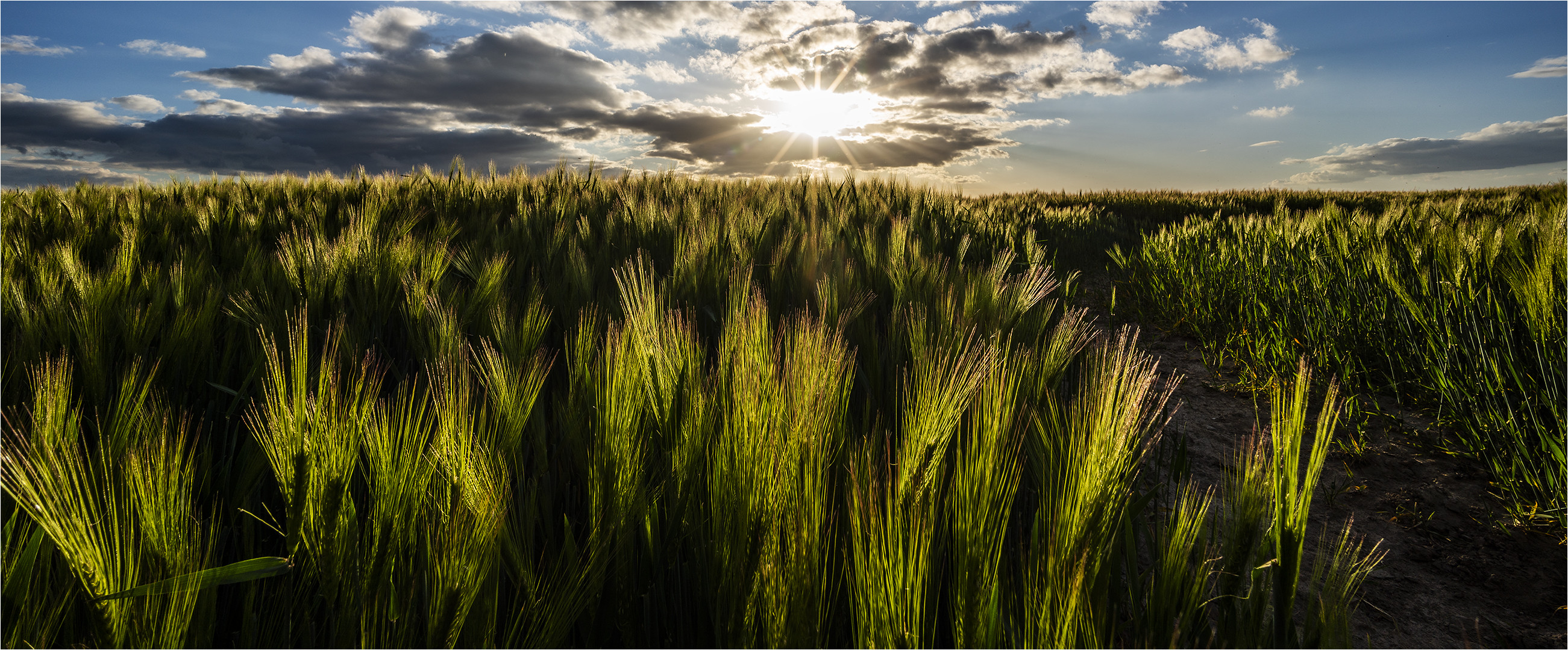 Nach dem Raps kommt die Gerste … Foto & Bild | mai, sonnenuntergang ...
