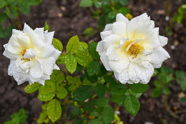 Rosen Bilder & Fotos